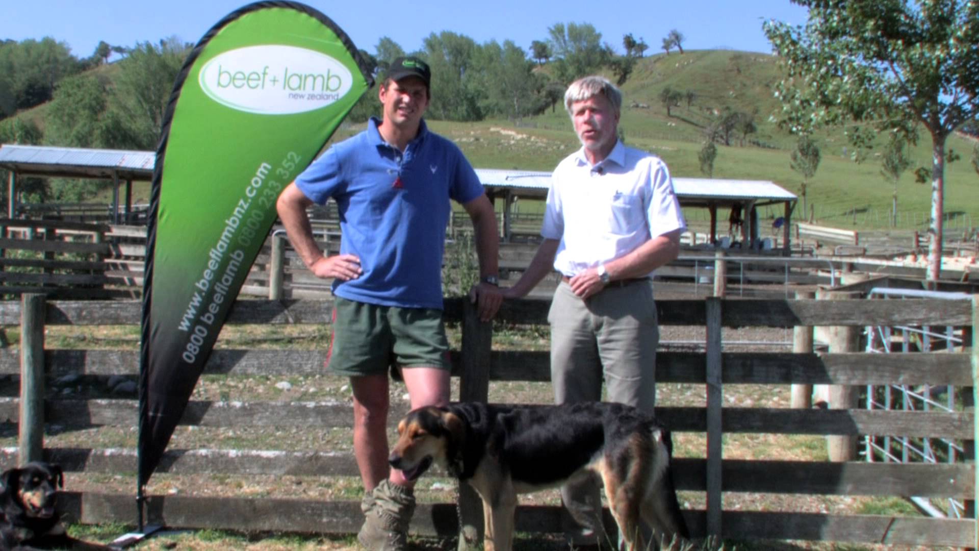 Ewe body condition scoring: an introduction | Beef + Lamb New Zealand